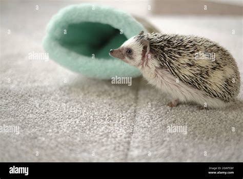 Hedgehog African Pygmy Hedgehog House For A Hedgehogcute Hedgehog