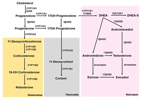 Adrenal Cortex Hormone Synthesis Pathway