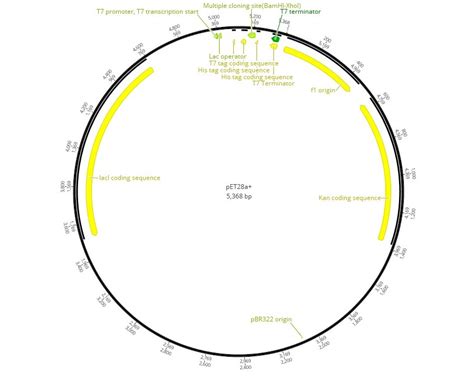 Pet28a Egfp Plasmidpet28a Egfppet28a Egfp 55 Off