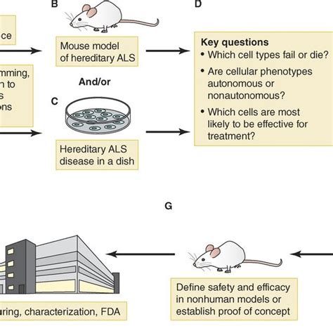 Cell Replacement Therapy Using Stem Cells A Possible Path From Download Scientific Diagram