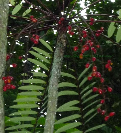 Fruit Species Tongkat Ali