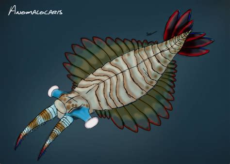 Anomalocaris By Arrowartz On Deviantart
