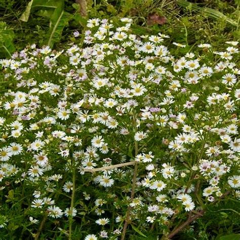 Aster Pilosus Ssp Pilosus Viridarium