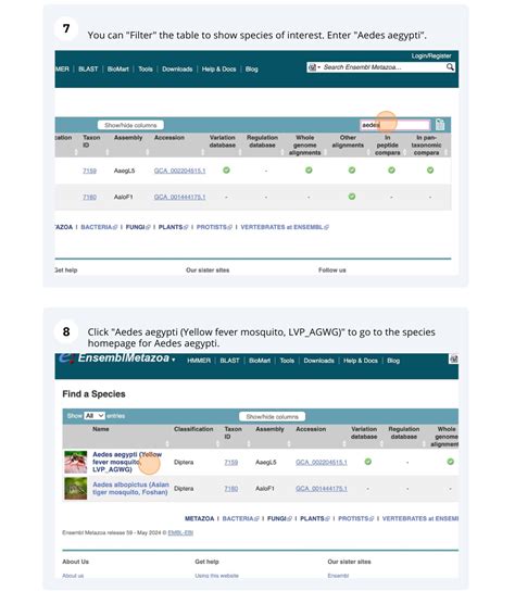 Finding Information About Species And Genomes In Ensembl Metazoa Demo