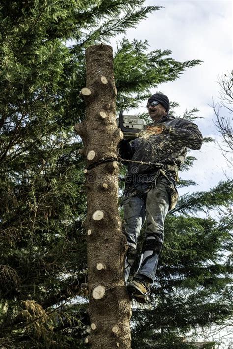 Man Cutting Pine Tree With Chain Saw Stock Image Image Of High