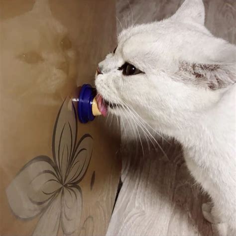 Pacifier Cat Meme At William Ruth Blog