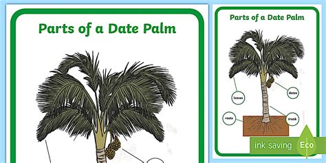 Parts Of A Date Palm Display Poster Teacher Made Twinkl