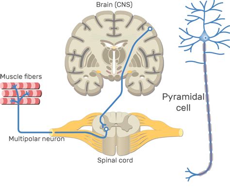 Multipolar Neurons Structure Functions And Diagram Getbodysmart