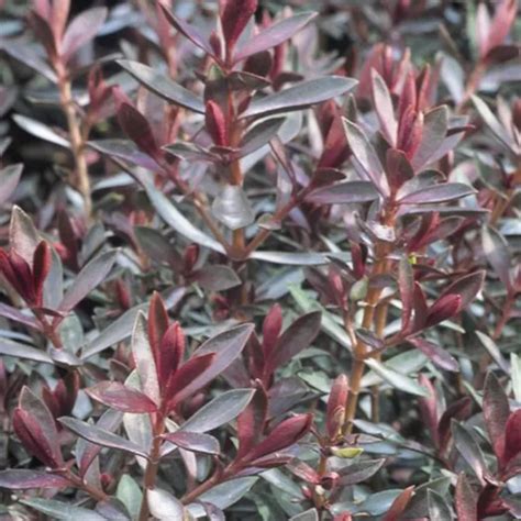 Hebe Pascal 2 Litre Pot
