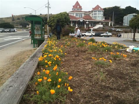 Photos Weed Warriors Make Progress At Pacifica Community Center