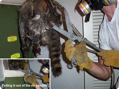 Dead Raccoon In House Air Handler