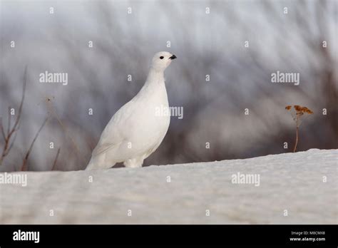 Moerassneeuwhoen In Winterkleed Willow Ptarmigan In Winter Plumage