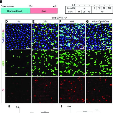 Que Prevents Gut Hyperplasia In Aged Drosophila A The Drosophila