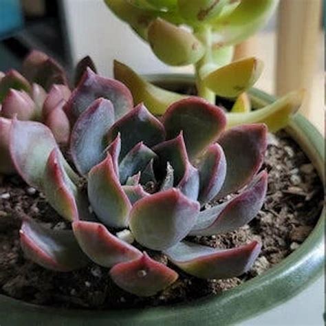 Succulent Set 5 Fixed Varieties Thenextgardener