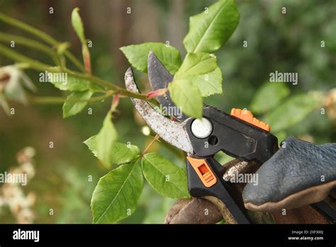 Dead Heading Roses On Rose Bush With Pruning Secateurs In British
