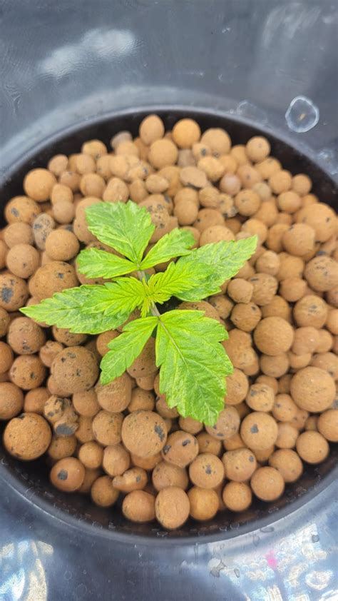 Nitrogen Deficiency Rmegacropgrowers
