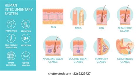 5 Hundred Integumentary System System Royalty Free Images Stock