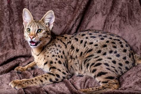 15 Savannah Cat Colors And Patterns With Info And Pictures Catster