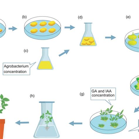 General Procedure Of Agrobacterium‐mediated Cotyledonary Node Soybean