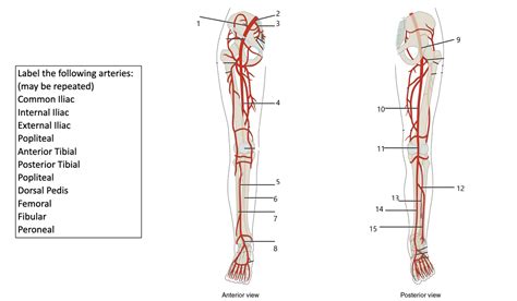 Answered 1 2 3 Label The Following Arteries Bartleby