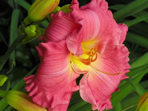 Peachy Lily Photograph By Gene Cyr Fine Art America