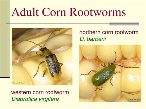 Ppt Corn Rootworm Management Situation Issues And Options