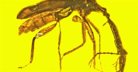 Ciencia Un Gorgojo Cretácico Con Trompa De Mamut Preservado En ámbar Birmano Infobae