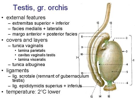 Male Genital Dysesthesia At Henry Storms Blog