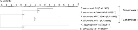 Maximum Likelihood Ml Tree Based On Flavobacterium Spp Dnaj