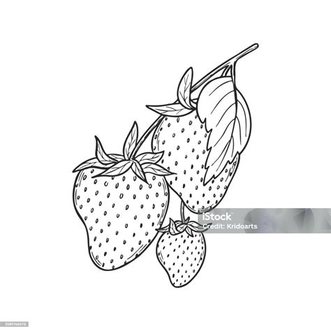 벡터 딸기 라인 아트 일러스트 구성 딸기 와 잎 손으로 그린 식물 개요 스케치 흑백 그리기 색칠 공부 페이지 배경 패턴 로고를 위한 디자인 요소입니다 개체 그룹에 대한 스톡