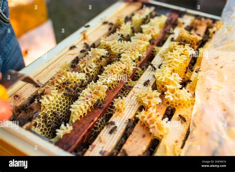 Open Hive With Bees Drew Nice Straight Comb On This Foundation Less