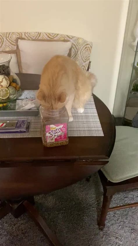 Snack Time Album On Imgur