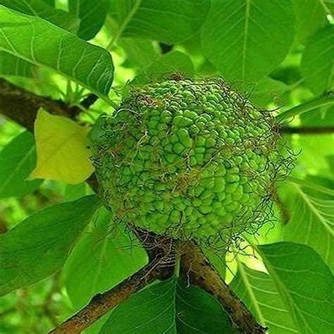 Kviter 10 Apple Monkey Ball Seeds For Home Gardens