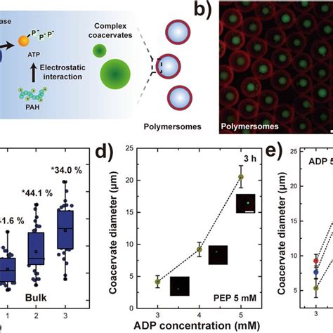 Ph Induced Complex Coacervation In Polymersomes A Schematics