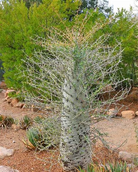 Fouquieria Columnaris Boojum Tree