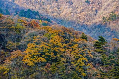 层林尽染的马鬃岭 中关村在线摄影论坛