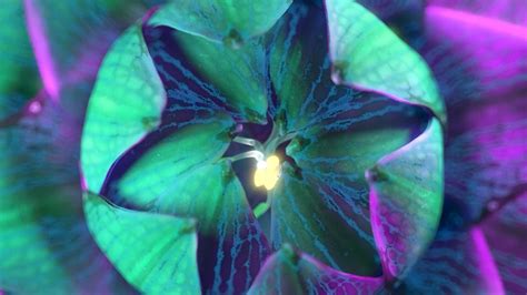 [video] Anna L Molnar On Linkedin Animation Showreel