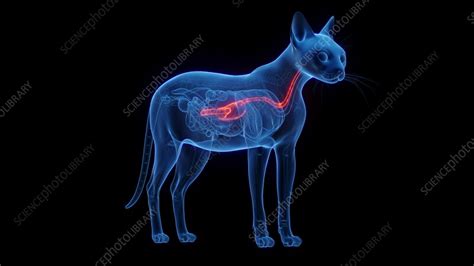 Animation Of A Cats Stomach And Esophagus Stock Video Clip K012