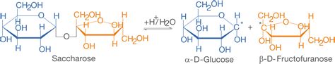 Disaccharide Eigenschaften Bindungen Und Beispiele Erklärt