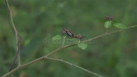 Close Up Of A Couple Of Orange Color Beetles Mating On The Branch Of A