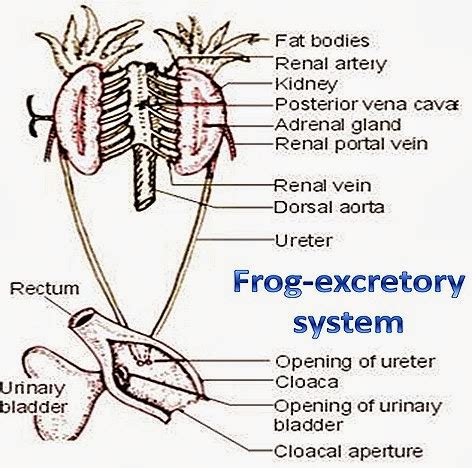 Frog Excretory System Diagram