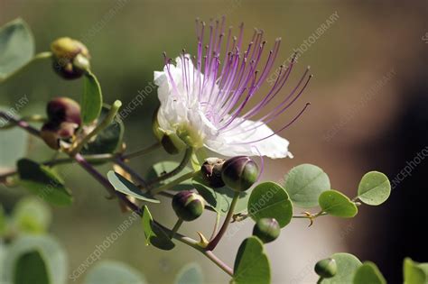 Caper Flower And Buds Stock Image C0049539 Science Photo Library