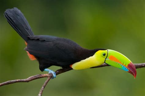 Toucan Species Toucanets Species Information Biolifeearth