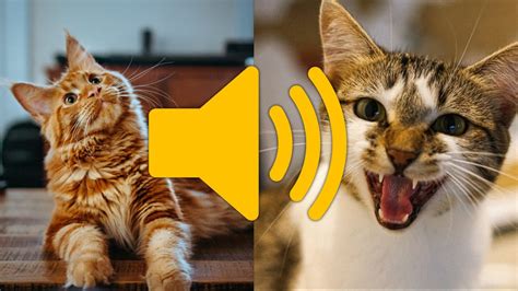 Meow Cat Sound Effect