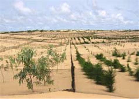 Sahara Desert Planting Trees