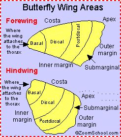 Butterfly Wing Anatomy