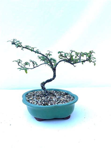 Cotoneaster Bonsai 2015 Bonsai At The Bay