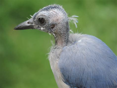 Free Photo Birds Animals Fly Grass Free Download Jooinn