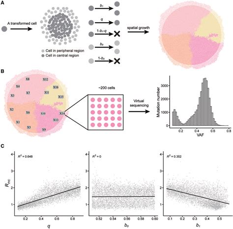 Spatial Tumor Growth Model A Schematic Of The Spatial Tumor Growth