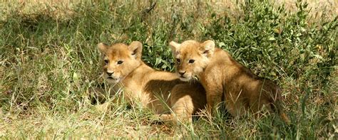 Abs Access To Genetic Resources And Benefit Sharing